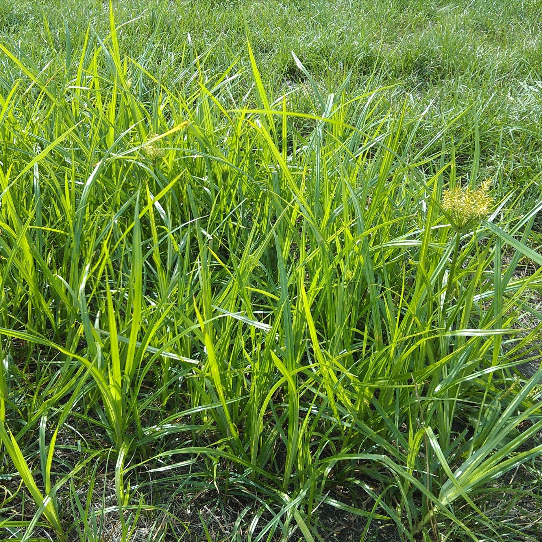 Nutsedge