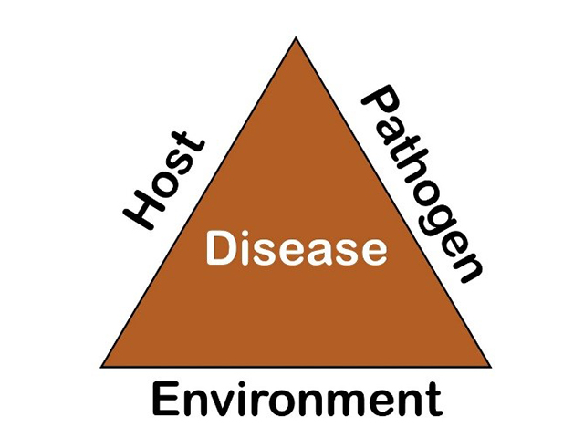 Ascochyta Leaf Blight: Cause and Management Options