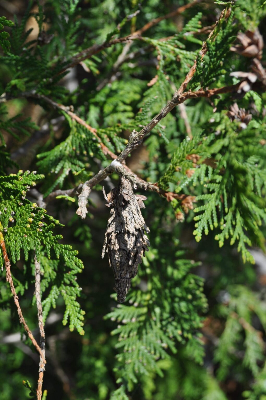 Bagworms and Treatment Methods