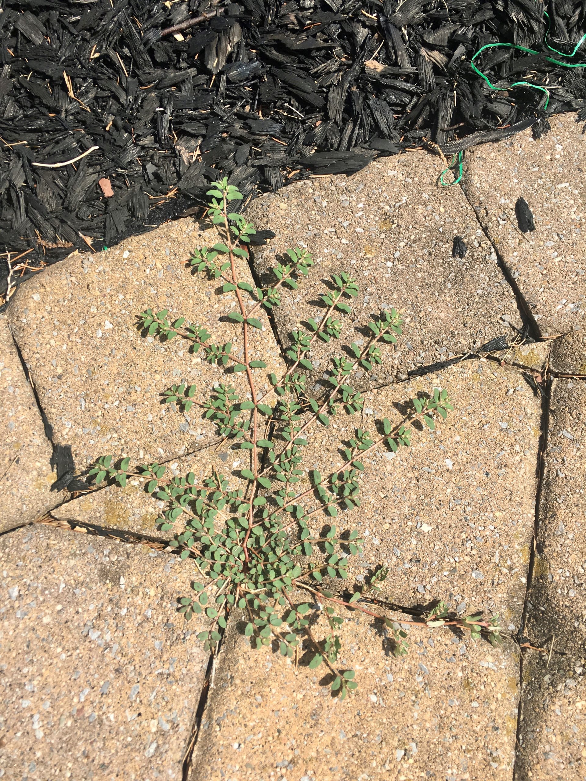 Common Weeds In Between Pavers