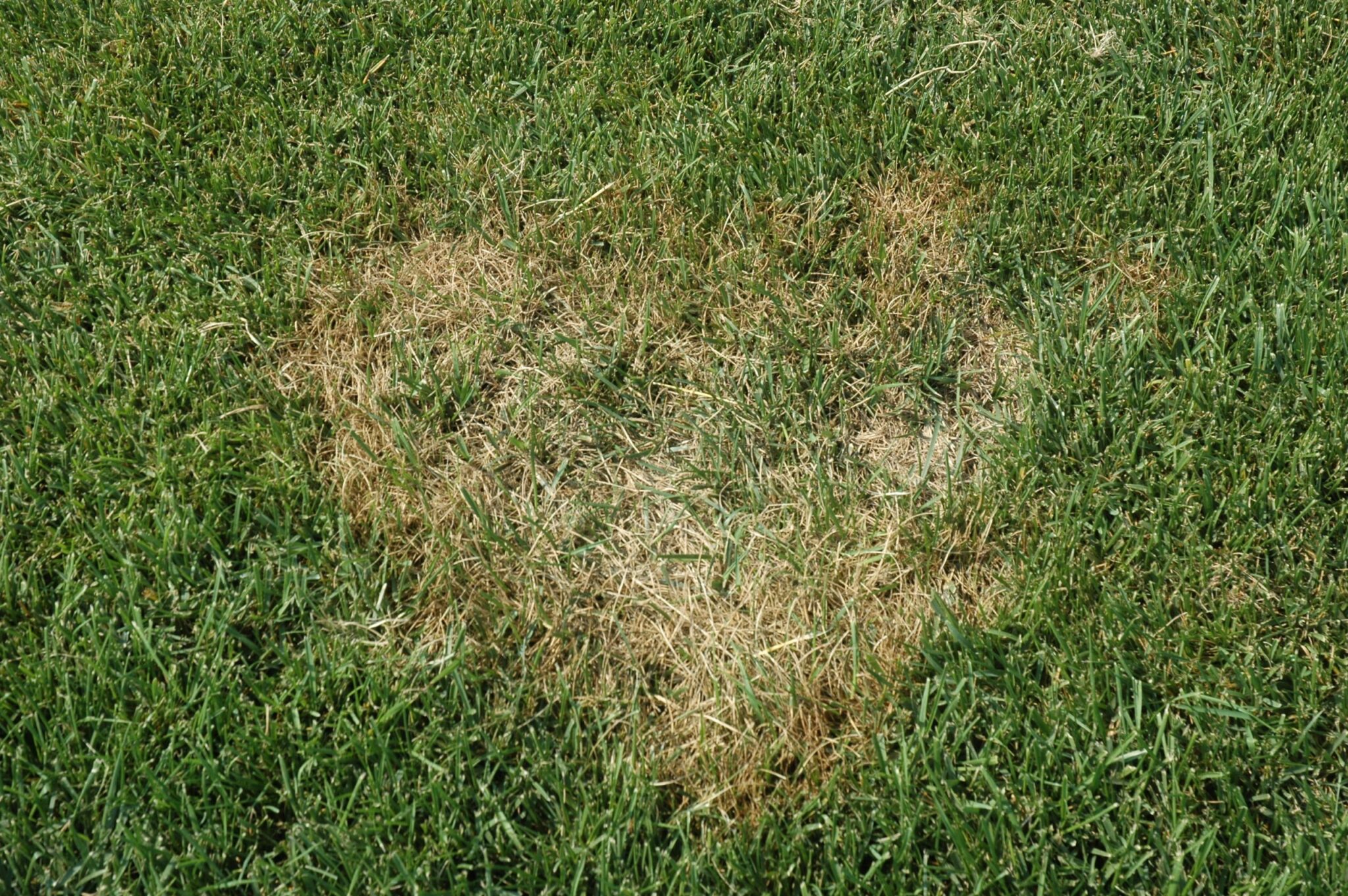 Lawn Disease Control Services in NJ & PA