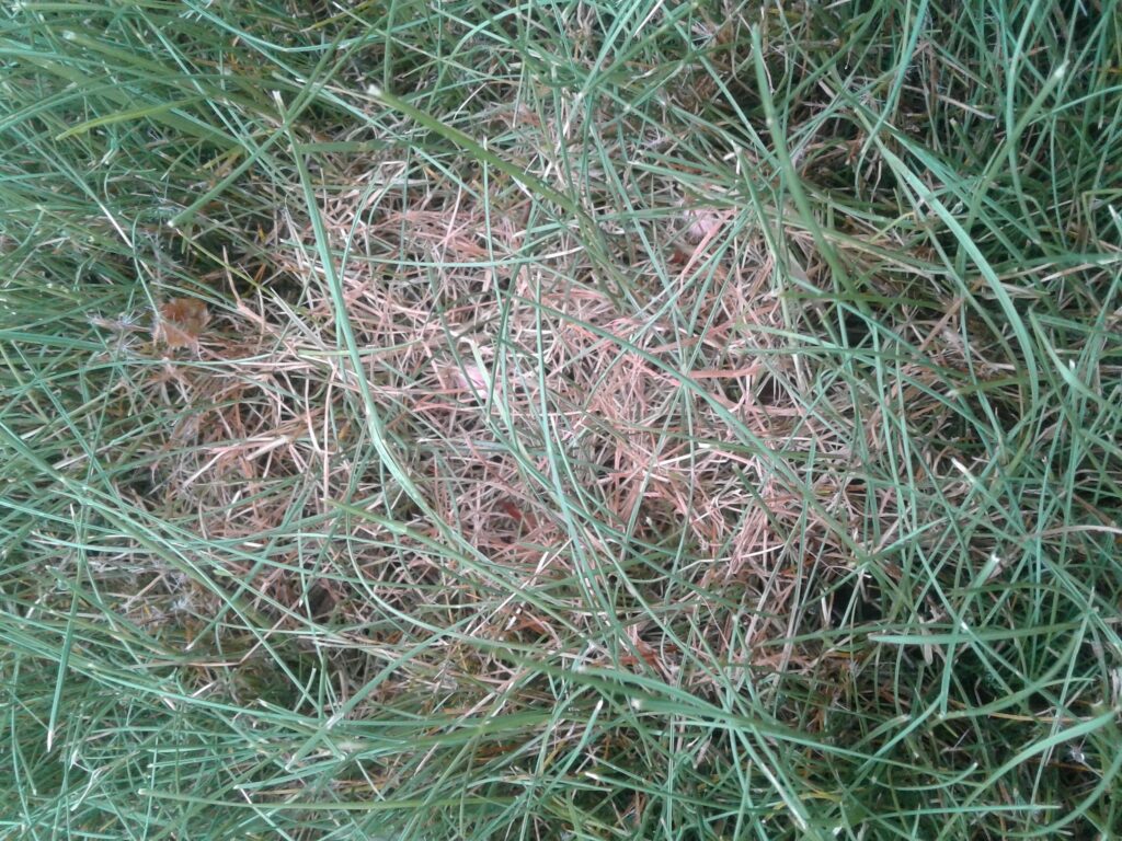 Lawn Disease Control Services in NJ & PA