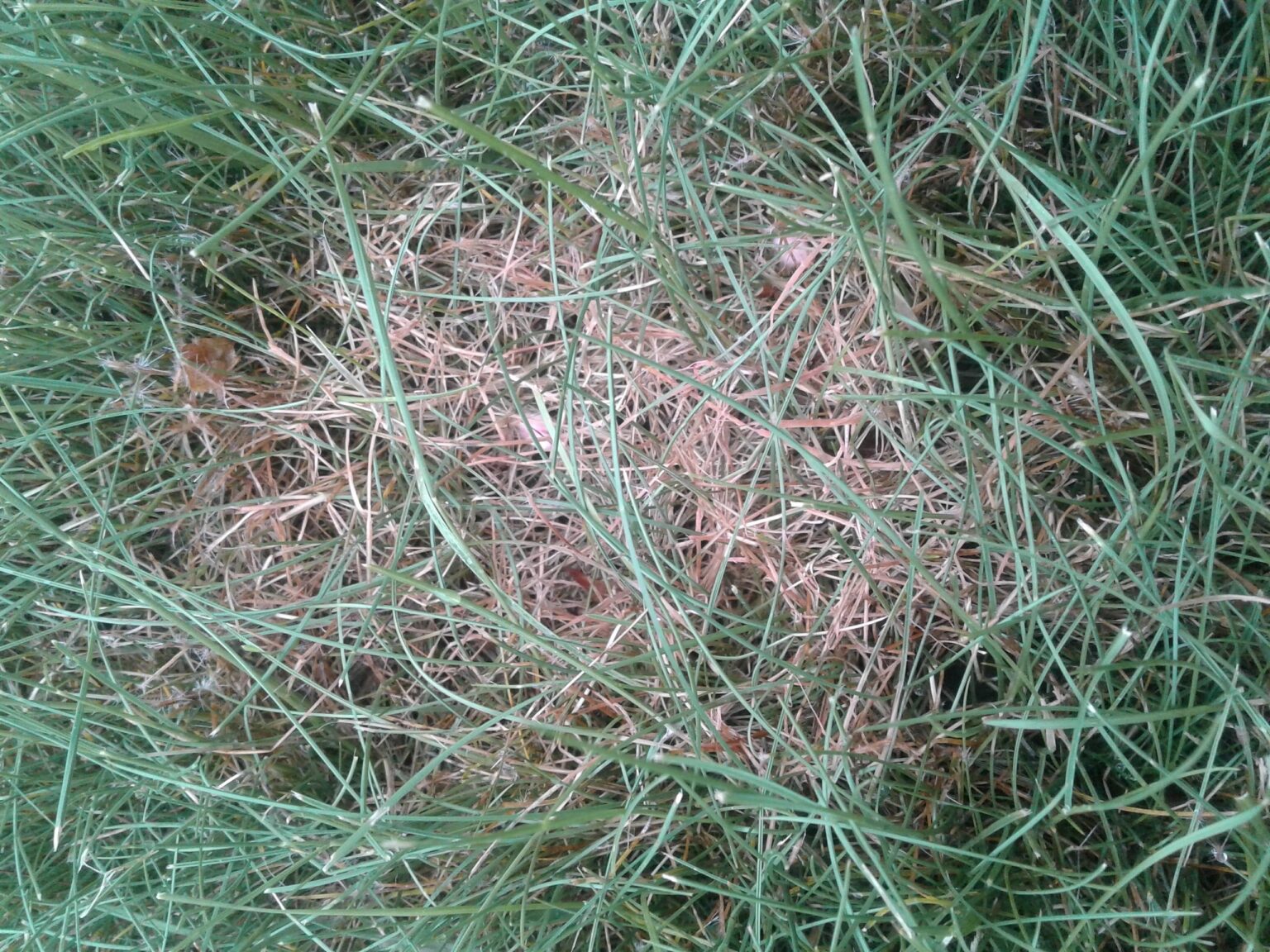 Lawn Disease Control Services in NJ & PA