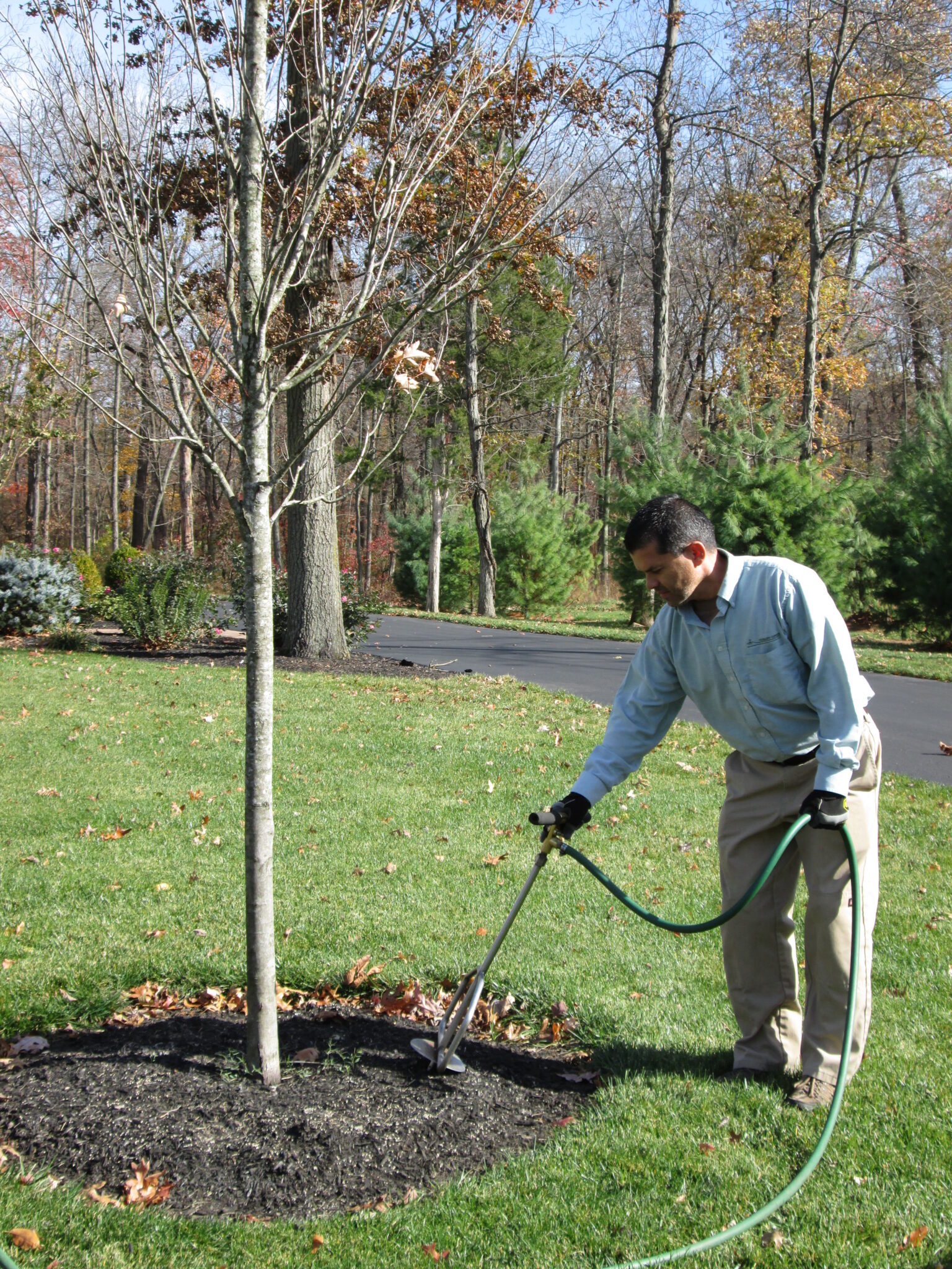 The Ultimate Guide to Fertilizing Trees and Shrubs In The Fall